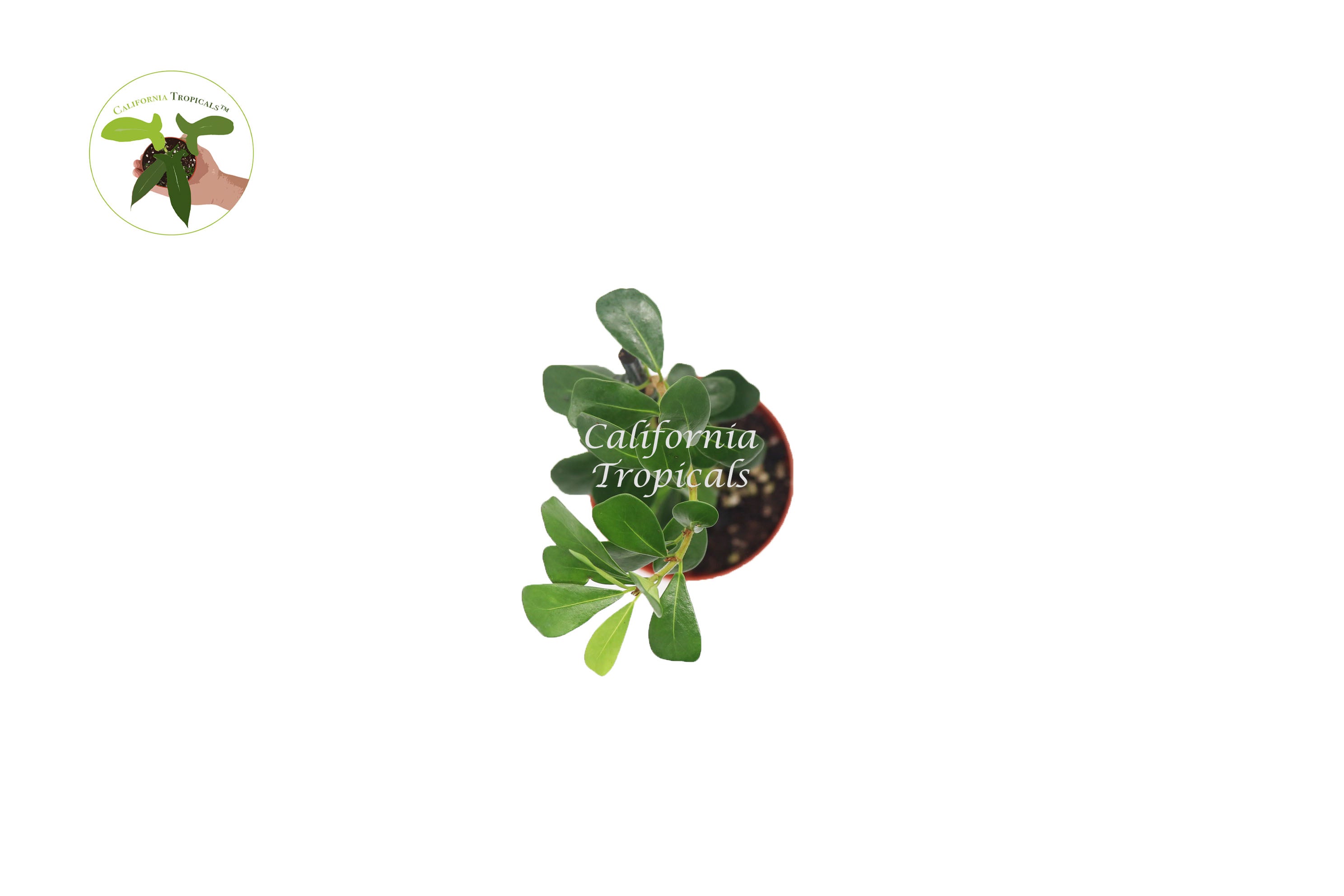 Ficus Lingua (BoxWood Fig) 4'' - from California Tropicals